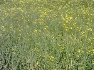 Happily Ever After...: Rape Seed or Snot Weed?