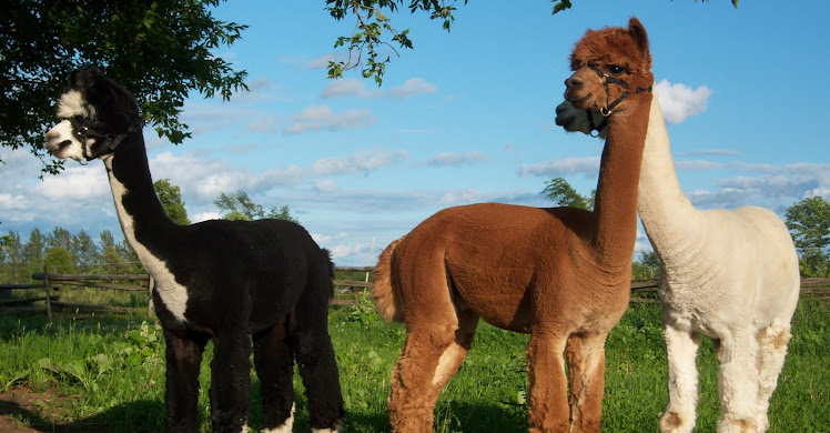 JADA Farms: Our Woodworking Shop