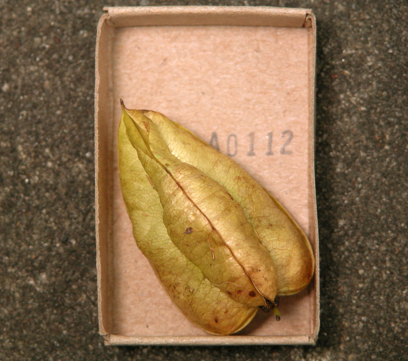 Mississippi Sisters: Matchbox Gallery #52: Seed Pods