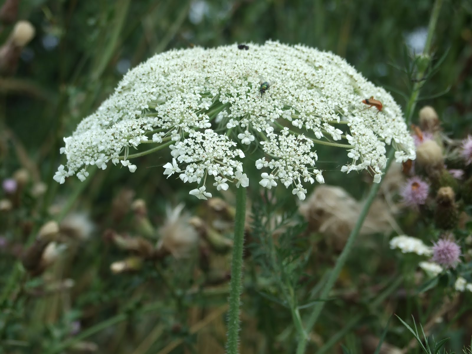 hannlie-fotografie: Wilde peen.