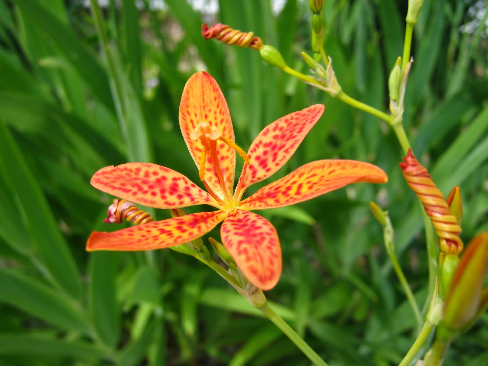 Barefoot Mama's Life in a Nutshell: My new favorite lily, the Leopard ...