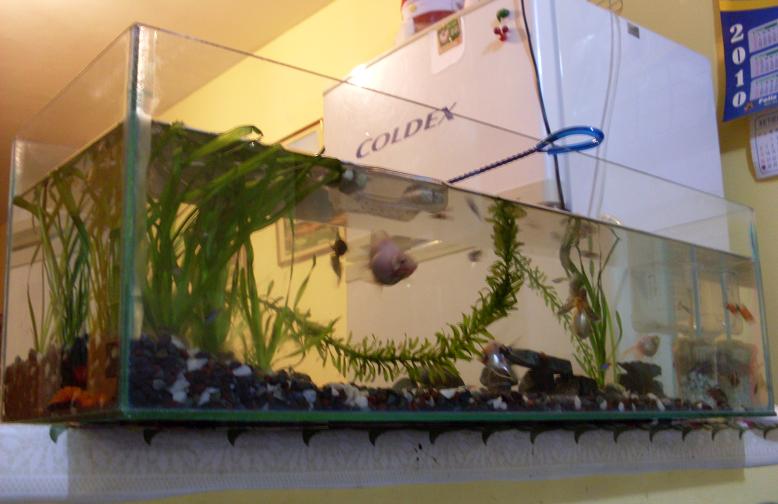 VENTA DE PECERAS: PECERAS GRANDES