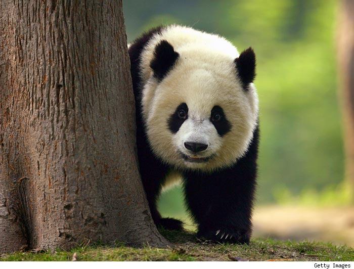 Patrulha Panda: O que é ser um Panda?