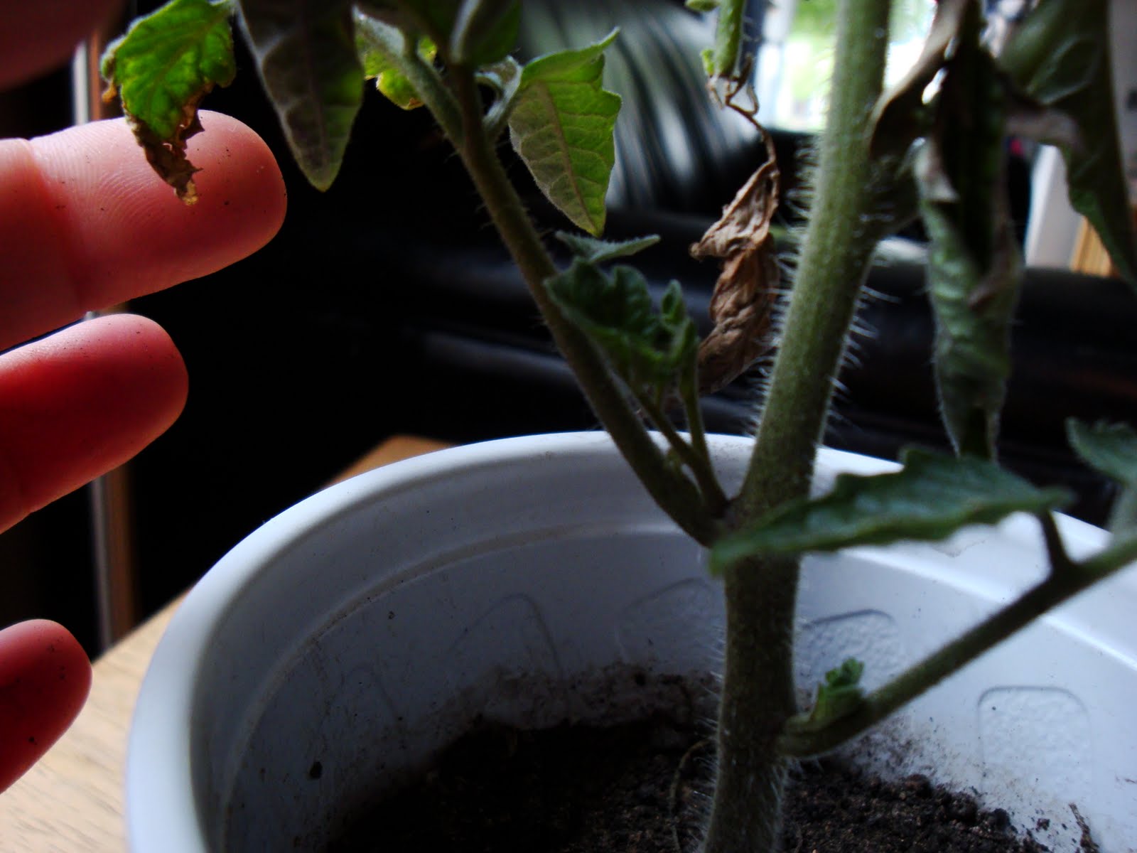 One Small Victory Garden