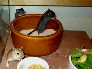 Wüstenspringmäuse