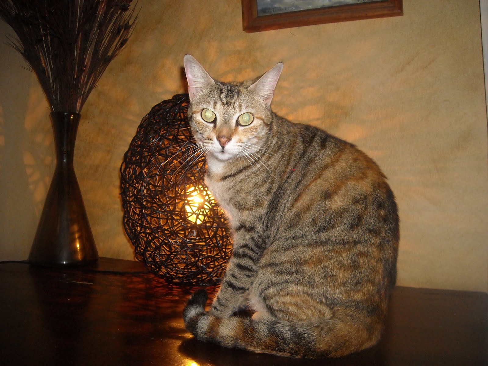 The Furry Four are taking over… - OUTSOURCED COMMUNICATIONS