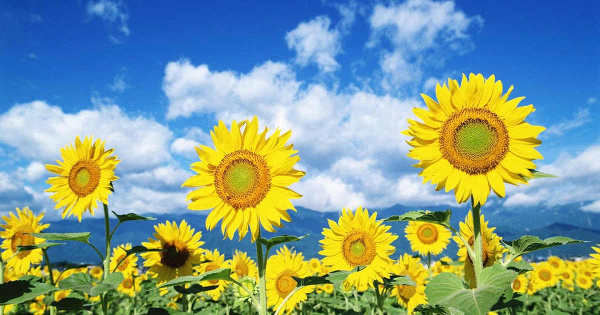 WHERE I'VE BEEN, AND WHAT I'M DOING: BRIGHT SUNSHINY DAY