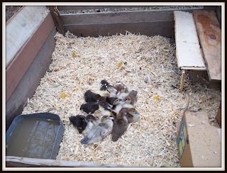Little-Nog's Photo Blog: 4? week old Muscovy Ducks