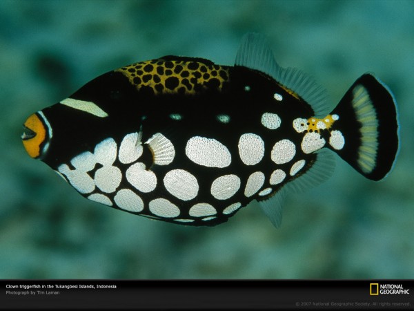Natural Wonders ..: Top 10 most Beautiful and Colorful Fish