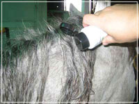 MattedFurRemover: How To Save Time And Detangle Your Tangled Horse Mane ...