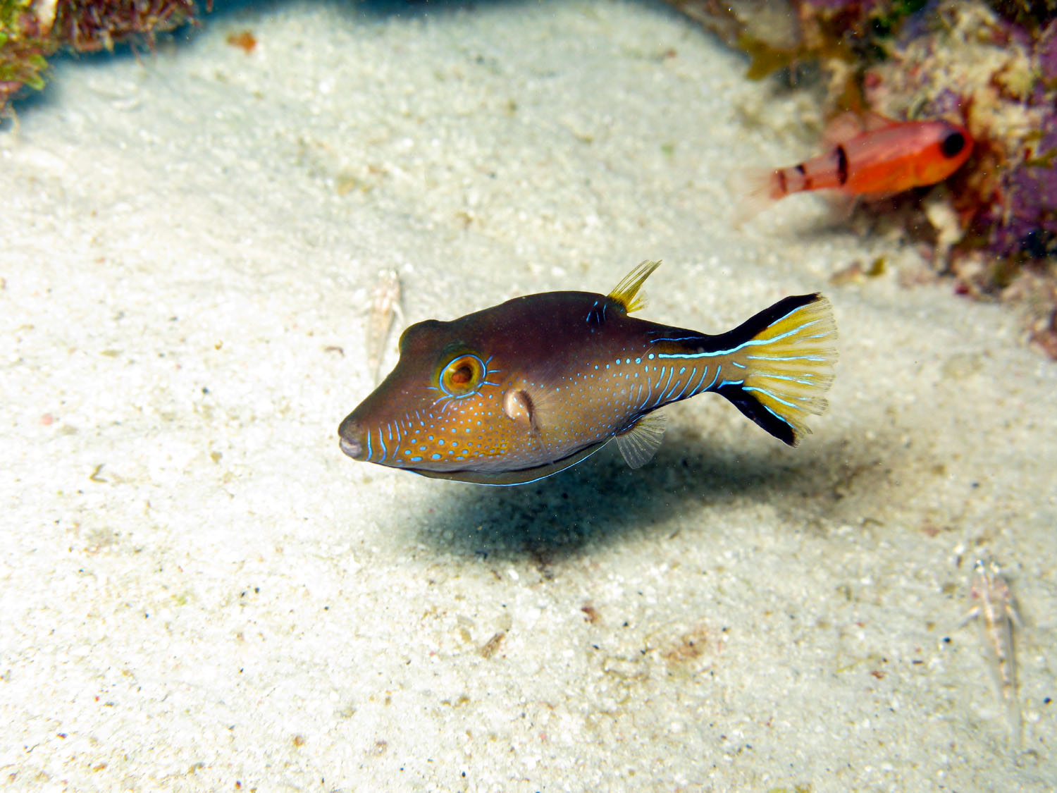 Rambling Jill: Sharpnose puffer