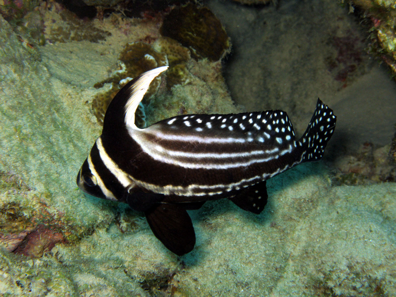 Rambling Jill: Spotted drum stages