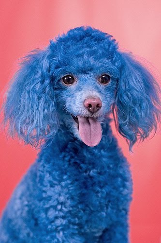 Blue Dog ? In Random Fun Pics