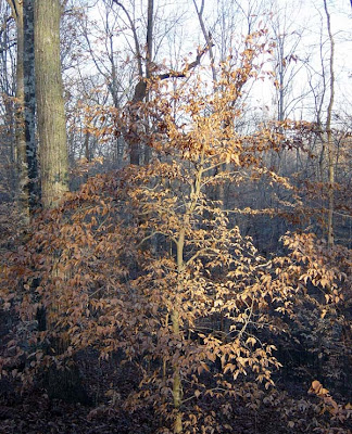 Bodhisagan's Plants and Rants: Beeches in Winter