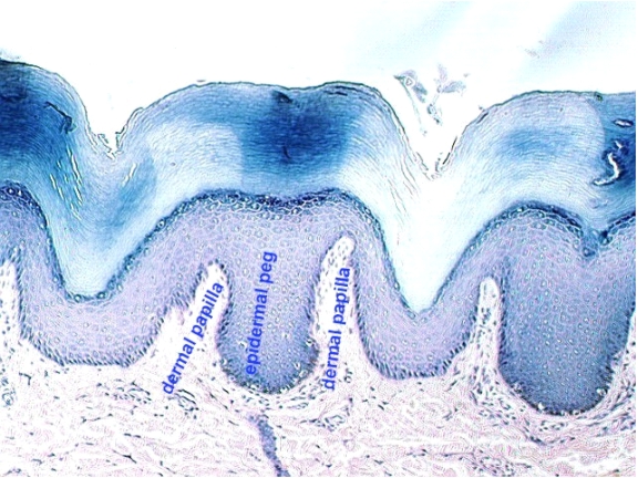 Ciencia Criminalística: Papiloscopía