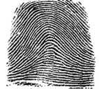 Ciencia Criminalística: Tipos fundamentales del Sistema Dactiloscópico ...