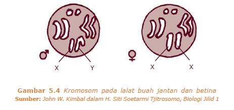 yona's world: BIOLOGI - PEWARISAN SIFAT