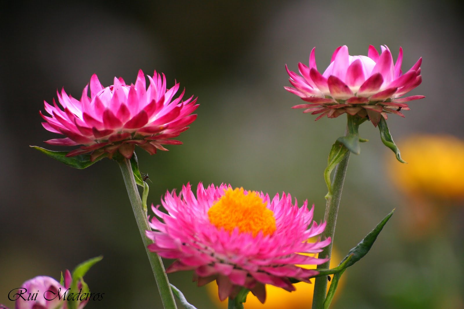 SEMPRE VIVAS - Rui Medeiros Photography