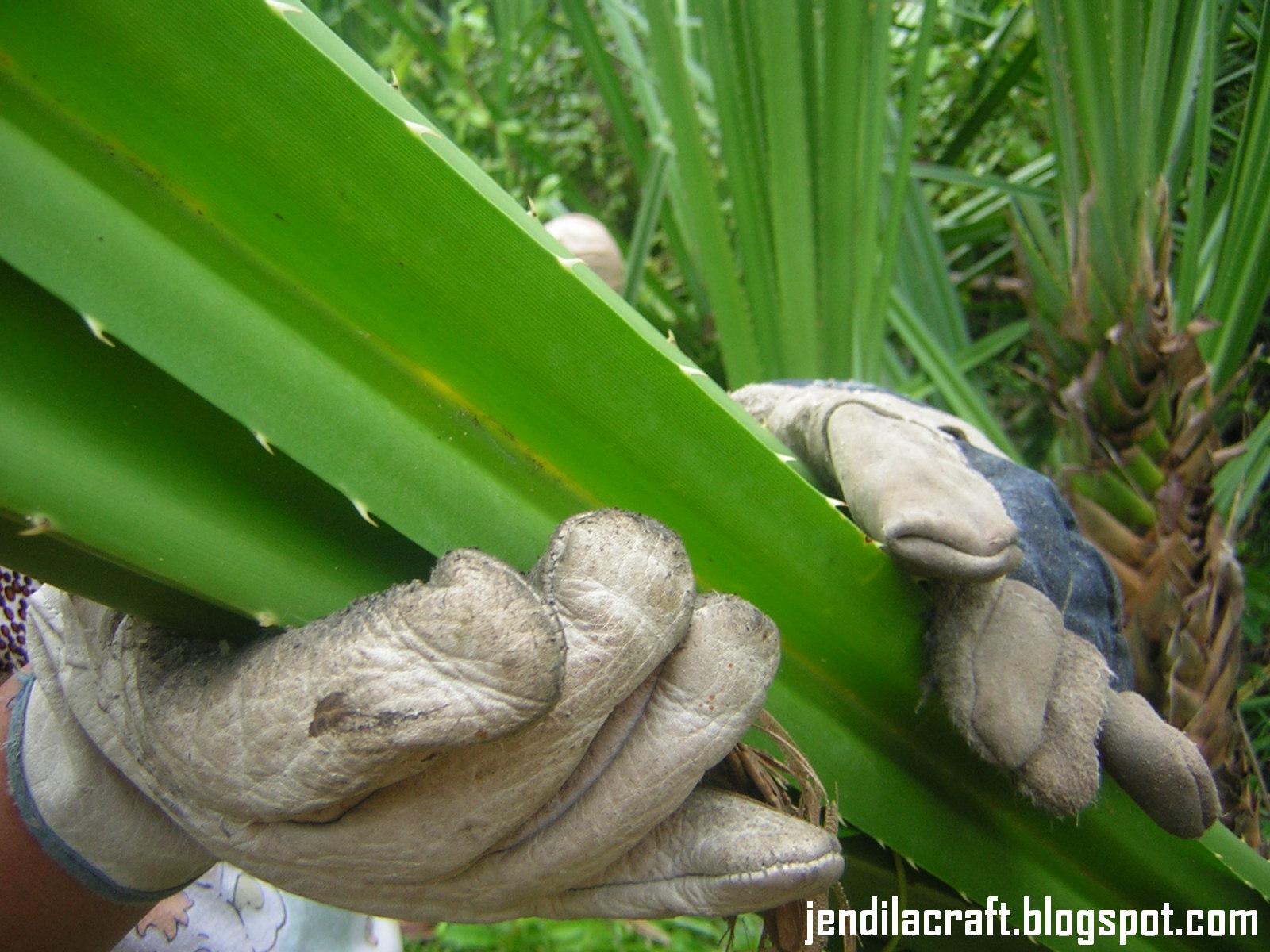 Mengkuang: Proses 1: Tetak mengkuang