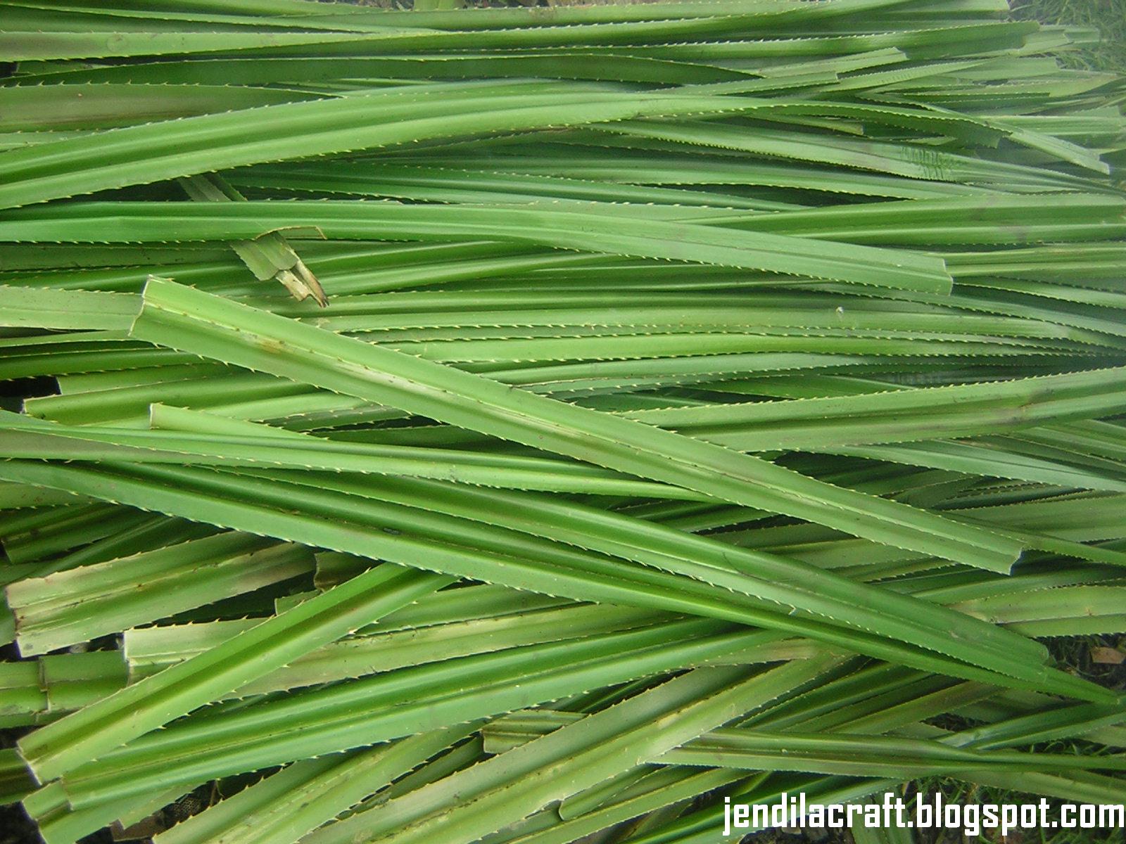 Mengkuang: Proses 3: Layur