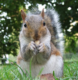 Isabella é Show: esquilo fofo