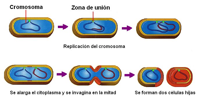 CIENCIAS NATURALES GRADO GRADO 8°. ESCUELA NORMAL SUPERIOR "FPS" MÁLAGA ...