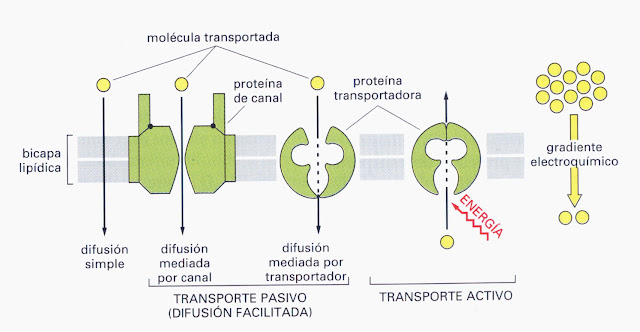 Transporte de Membrana ~ Biología General