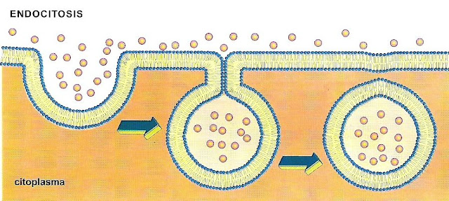 el Blog del Profe de Biolo