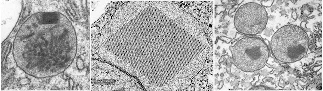 el Blog del Profe de Biolo: Organelas