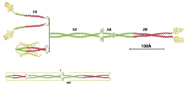 el Blog del Profe de Biolo: ﻿El Citoesqueleto