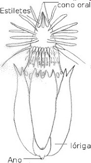 El mundo de la Biologìa: Características principales del phylum Loricifera