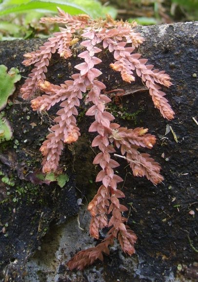 el Blog del Profe de Biolo: Pteridophyta ( Lycophyta + Monilophyta )