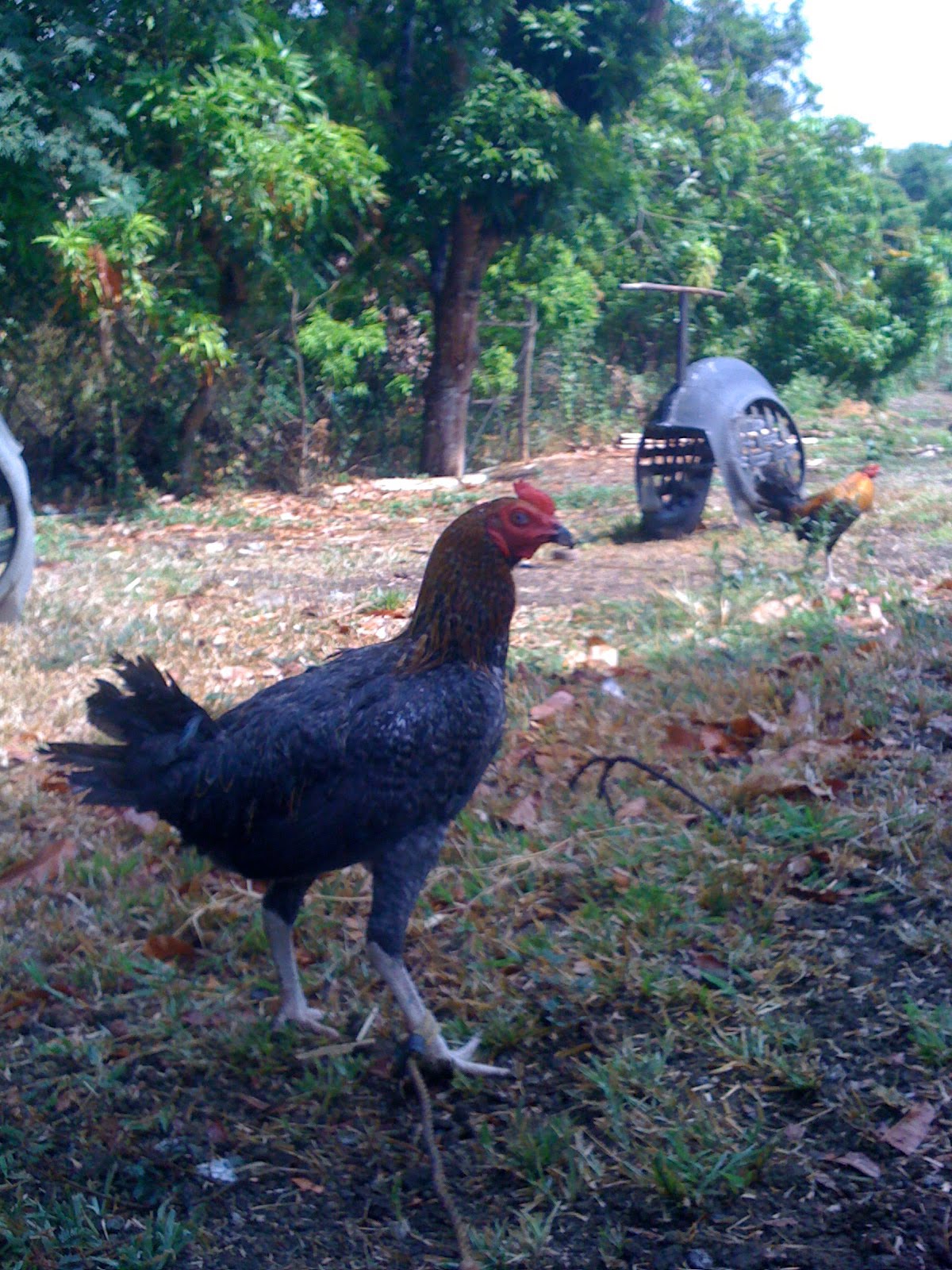 Team EbokAlaEh: May 2010