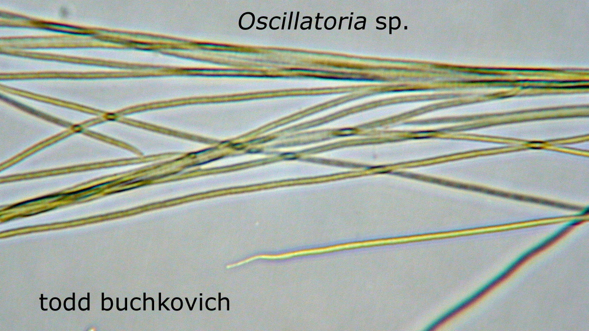 Oscillatoria Diagram