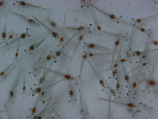 SHRIMP CULTURE INFORMATION: KRITERIA MEMILIH BENUR