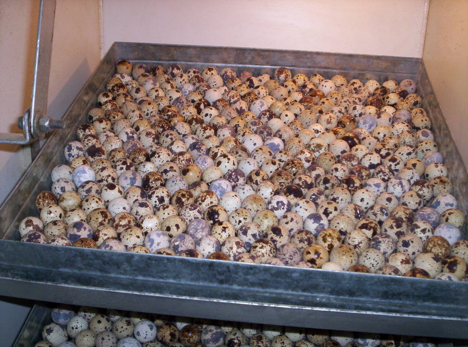 Codornices Argentina