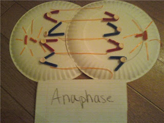 Davison: Phases of Mitosis