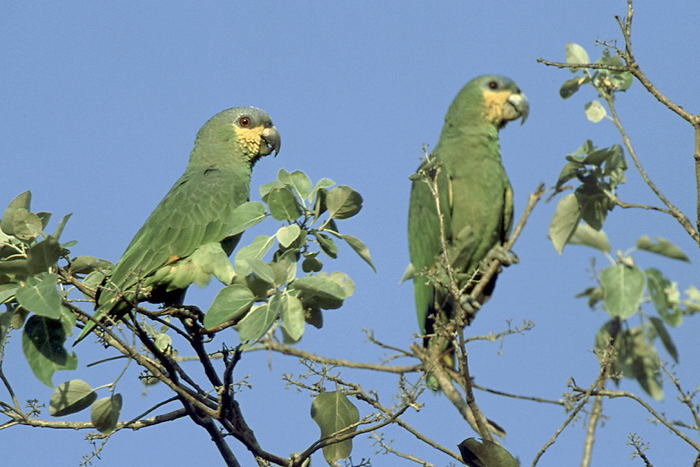 Animal Planet Brasil: Papagaio do Mangue