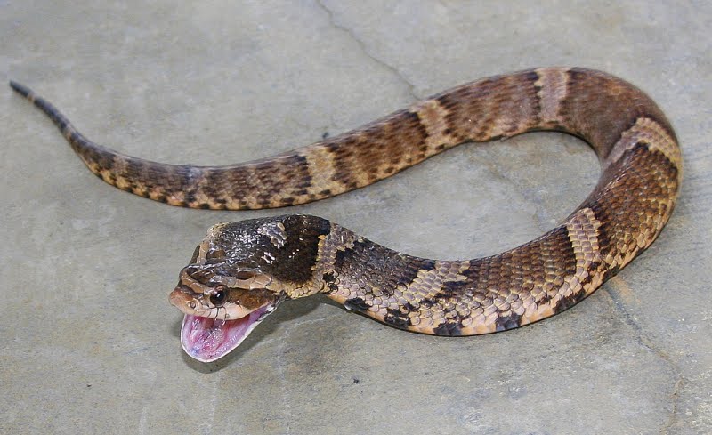 Animal Planet Brasil: Boipeva