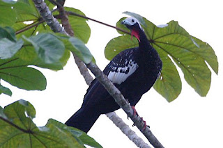 Animal Planet Brasil: Jacutinga
