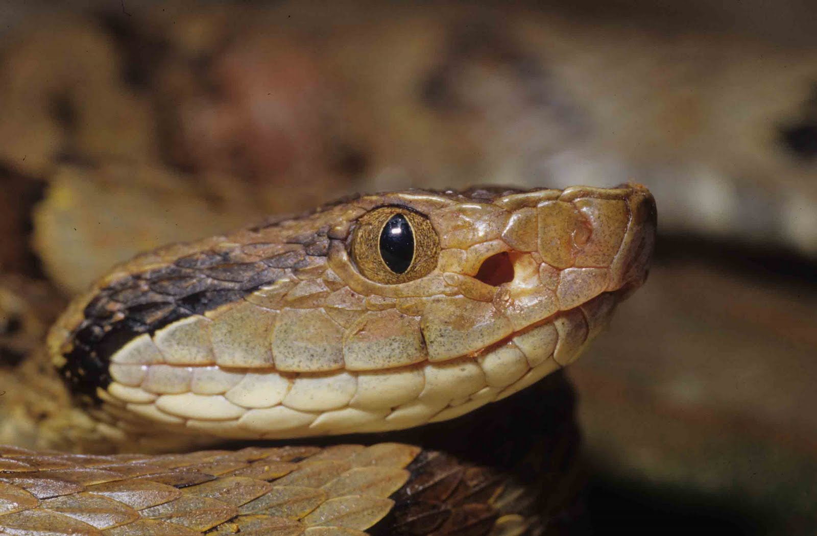 Animal Planet Brasil: Jararaca