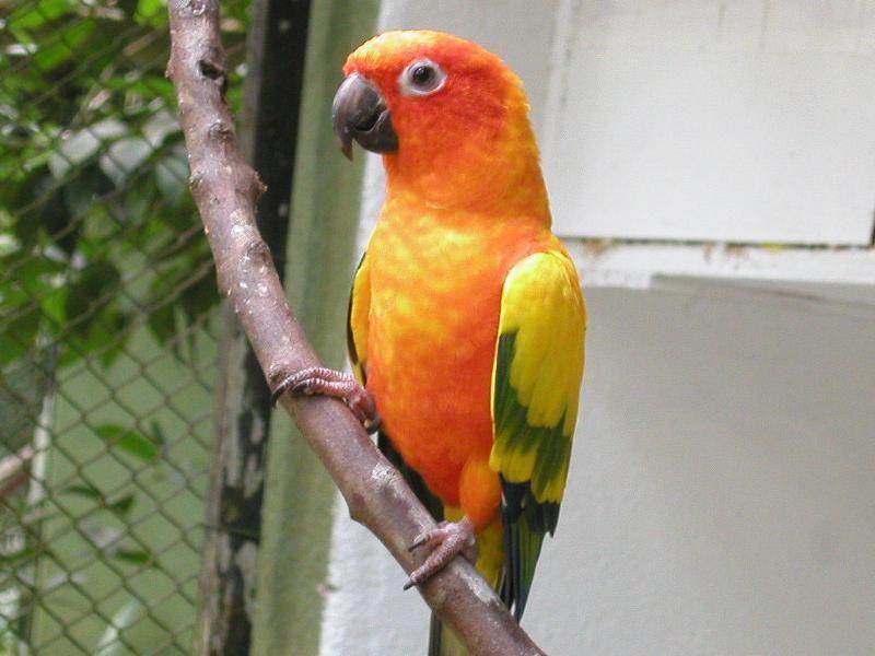 Animal Planet Brasil: Jandaia Verdadeira