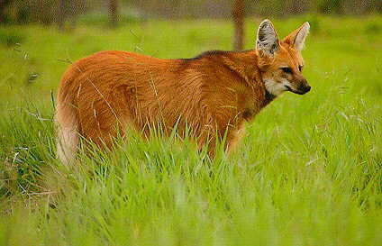 Animal Planet Brasil: Lobo Guará