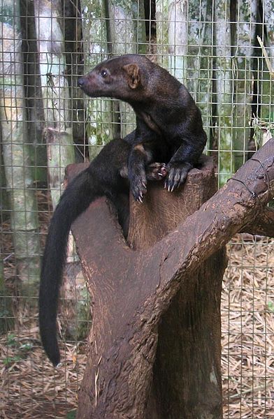 Animal Planet Brasil: Irara