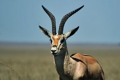 Animal Planet Brasil: Gazela-de-Thomson