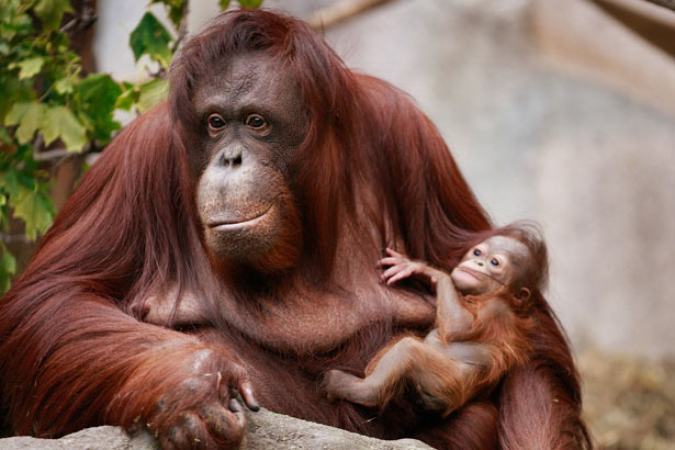 Animal Planet Brasil: Orangotango