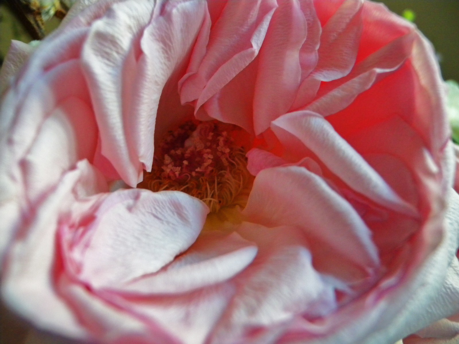 Oceana Whispers: Early Spring Garden Roses