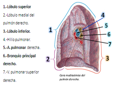 Los Pulmones: Caras