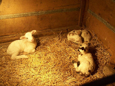 Sagecroft Farms: Bummer lambs