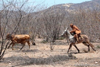 Blog XIQUE XIQUE: Foto Interessante: O VAQUEIRO EM ATIVIDADE